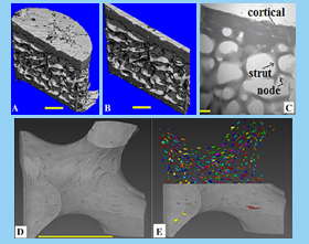 3D X-Ray Microscope (MicroXCT-200)